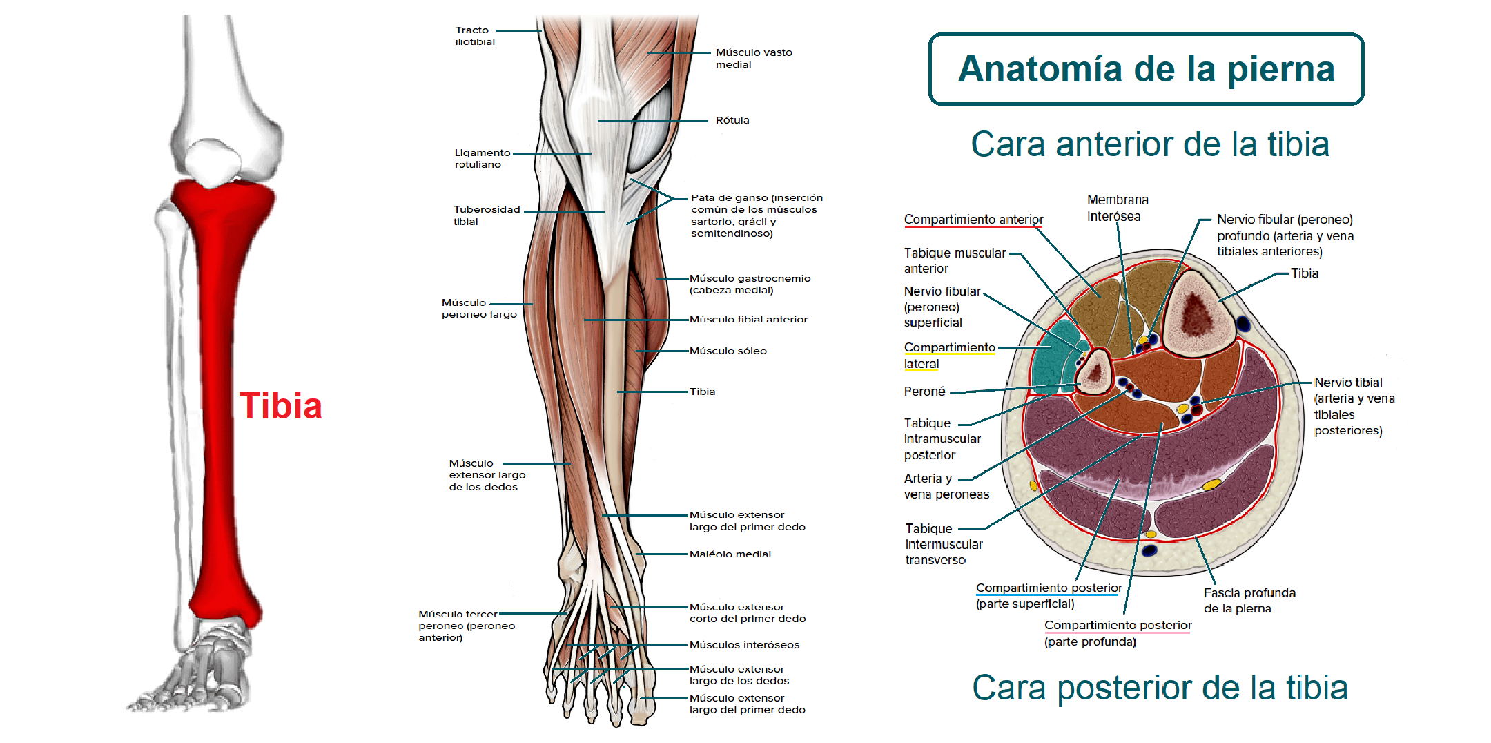 Amputación tibial: Qué es, causas, síntomas, tratamiento y consejos ...
