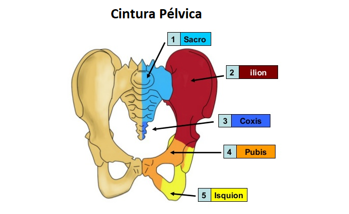 Osteopatía de pubis - Pubalgia - Qué es, causas, síntomas, tratamiento ...