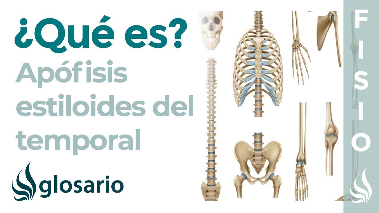 Anatomía Del Proceso Estiloides