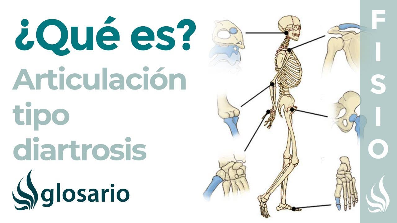 Las Articulaciones Funciones Ubicacin Tipos Articulaciones Según Su