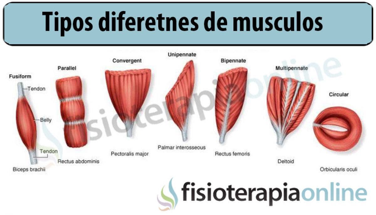 Sistema Muscular: Clasificación, Funciones Y Tipos De Músculos. – RXDBBU