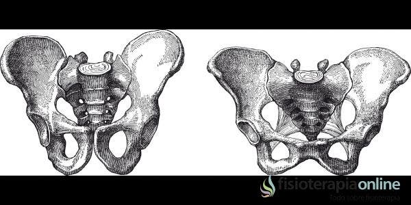 Anatomía de la pelvis femenina | Fisioterapia Online
