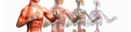 Artículos, vídeos e infografías de ¿Qué es? | FisioOnline