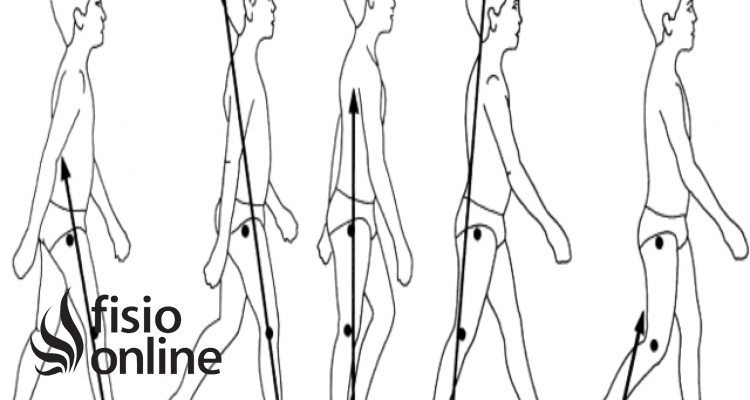 Centro de gravedad | Qué es, dónde se encuentra y cuál es su importancia para el ser humano