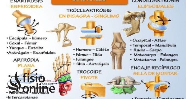 Tipos De Articulaciones Y Ejemplos Tipos De Articulaciones – Artofit