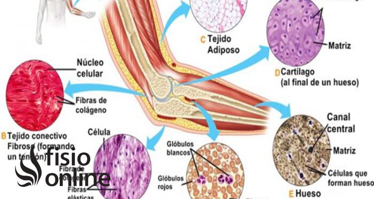 Fibroblastos | Qué son, significado, ubicación, cómo se forman y función