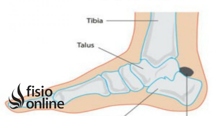 Os trigonum | Qué es, qué estructuras afecta, síntomas, signos clínicos ...