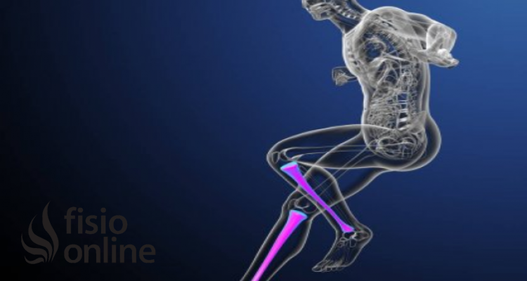 Tibia | Qué es, qué significa, dónde queda, ubicación, función y lesiones
