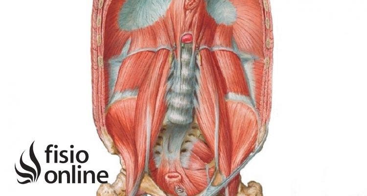 Ejercicios para liberar la tensión del diafragma | FisioOnline Ejercicios para liberar la tensión del diafragma | FisioOnline