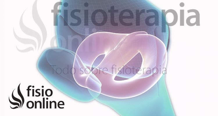 ¿Qué son los Meniscos? Funciones y Estructura | Fisioterapia Online