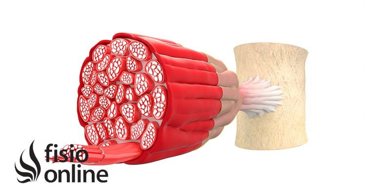 ¿De qué está formado el músculo? | Fisioterapia Online