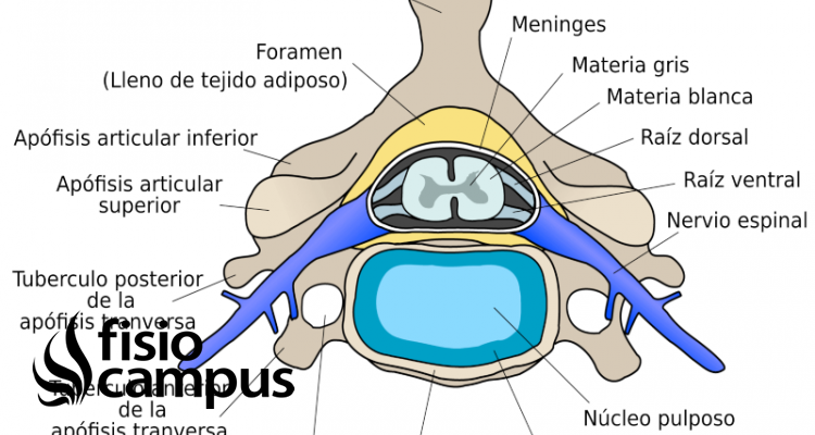 Anillo fibroso | Qué es, ubicación, componentes, función y lesiones