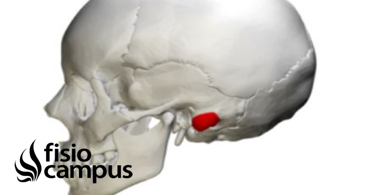 Apófisis mastoides | Qué es, qué significa, dónde está, función y lesiones