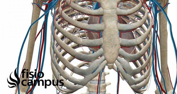 Axilar (arteria) | Qué es, ubicación, recorrido, ramificaciones y lesiones
