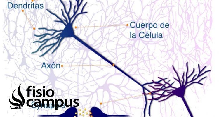 Axón | Qué es, dónde se encuentra, cuál es función e importancia para ...