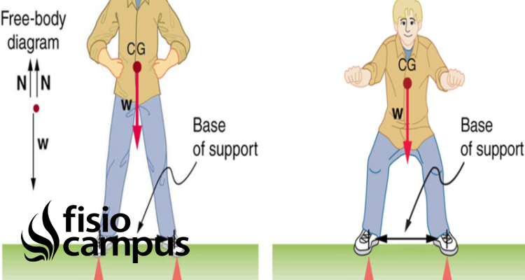 Base de sustentación | Qué es, qué estructuras están involucradas y por ...