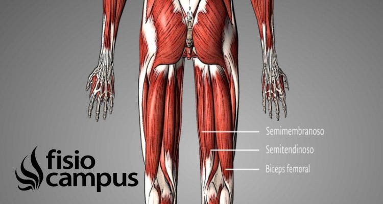 Bíceps femoral | Qué es, origen, inserción, cómo estirar y fortalecer ...