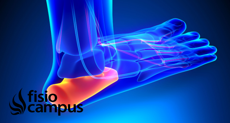 Calcáneo | Qué es, significado, dónde está, función y por qué duele