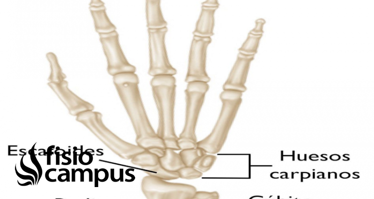 Carpo | Qué son, significado, dónde se ubican, función y lesiones