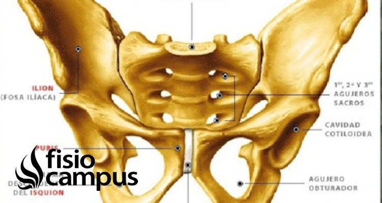 Cavidad cotiloidea | Qué es, significado, anatomía, función y lesiones