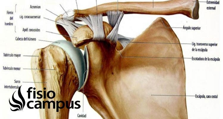 Coracoclaviculares | Qué son, cuáles son, origen, inserción, función y ...