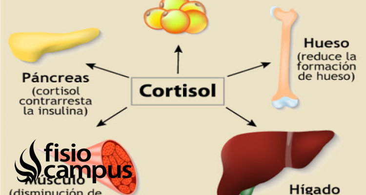 Cortisol | Qué es, qué órgano la segrega, efectos, en qué estructuras ...