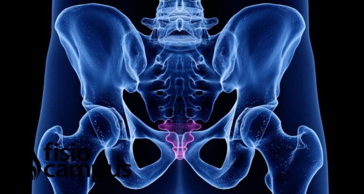 Cóccix o coxis | Qué es, significado, dónde se encuentra, función y qué ...