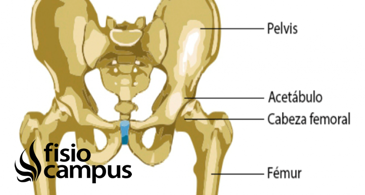 Coxofemoral | Qué es, tipo de articulación, movimientos, cómo funciona y lesiones