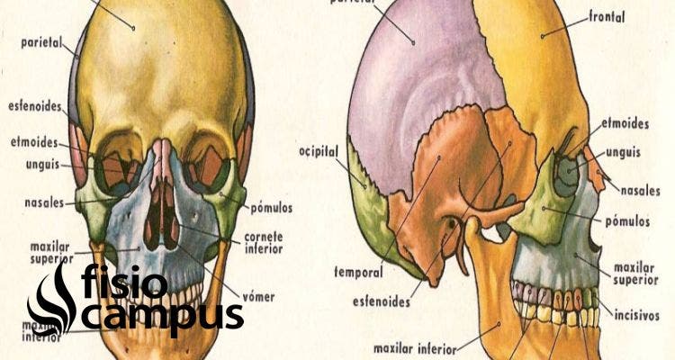 Cráneo | Qué es, significado, dónde está, función y lesiones