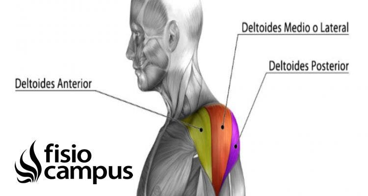 Deltoides | Qué es, origen, inserción, ubicación, cómo estirar y ...