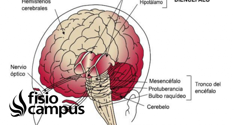Diencéfalo | Qué es, ubicación, partes, cuál es su función y sus lesiones