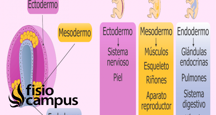Ectodermo | Qué es, significado, ubicación, qué órganos forma y función