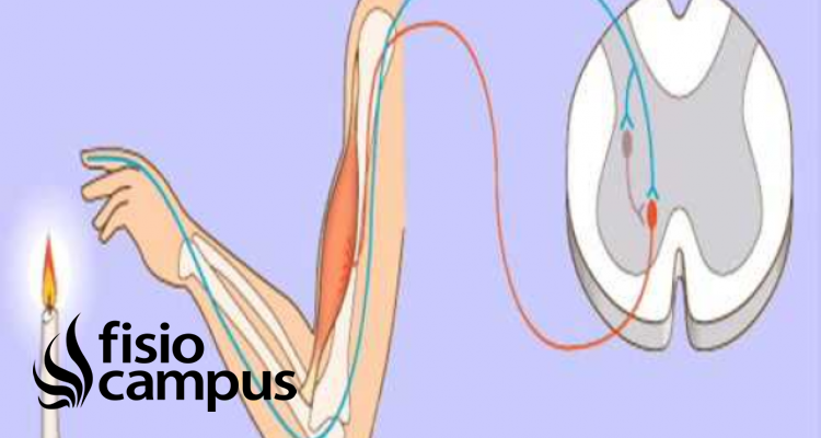 Eferente | Qué es, significado, cuál es su función en el cuerpo