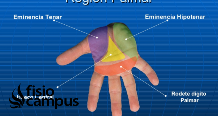 Hipotenar | Qué es, ubicación, inervación, estructuras, función y lesiones