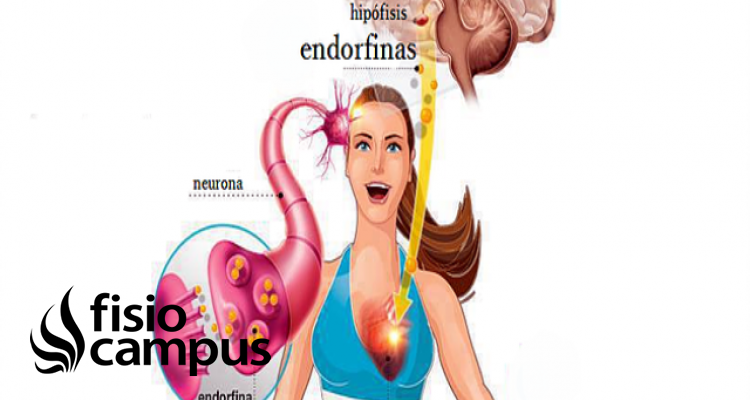 Endorfinas | Qué es, cuál es su función, dónde se encuentran e importancia para el cuerpo