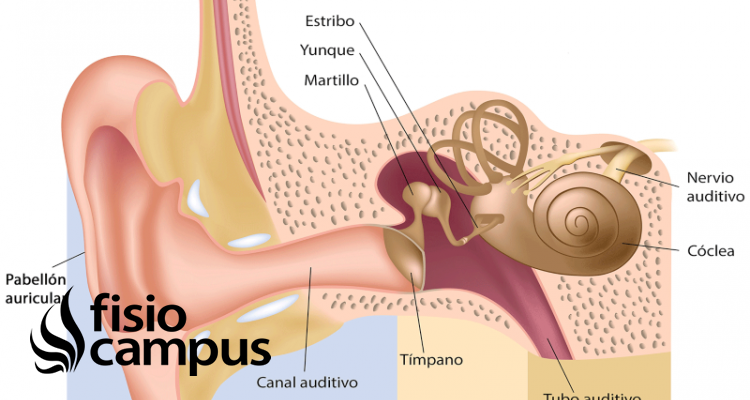 Estribo | Qué es, significado, dónde se ubica, función y lesiones