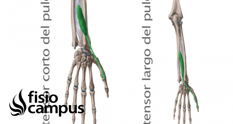 Extensor corto y largo del pulgar | Qué es, origen, inserción ...