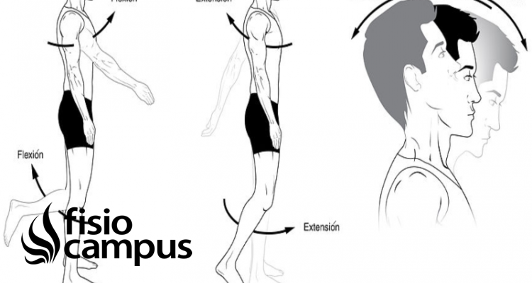Flexión articular | Qué es, qué partes del cuerpo realizan este ...