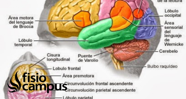Frontal (lóbulo) | Qué es, ubicación, cómo funciona, qué controla y ...