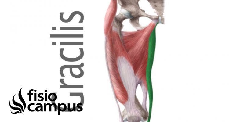 Grácil | Qué es, significado, origen, inserción y función