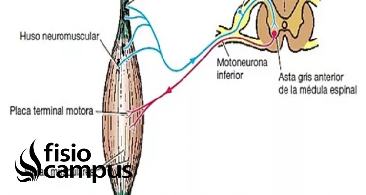 Husos neuromusculares | Qué son, dónde se ubican, función y disfunción