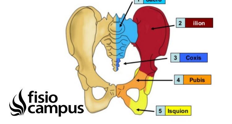 Ilion | Qué es, significado, dónde está, función y lesiones