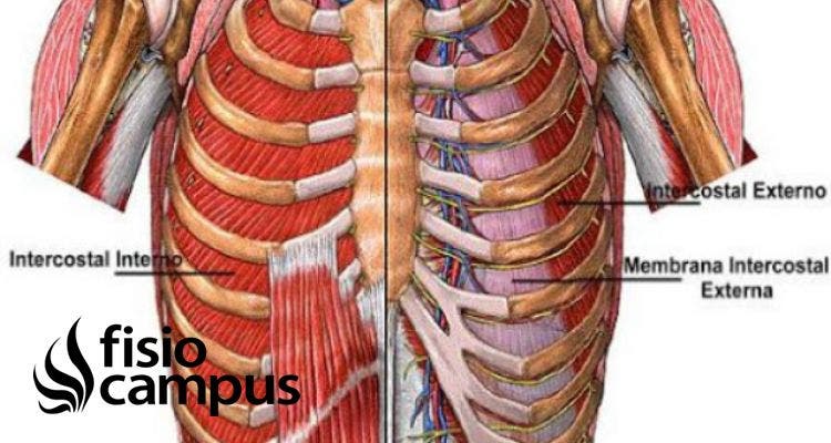 Intercostal interno | Qué es, ubicación, origen, inserción, inervación ...