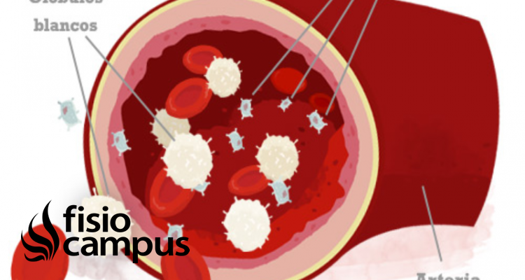 Leucocitos | Qué son, clasificación, cómo se miden, cómo actúan y qué ...