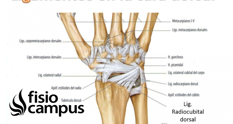 Radiocubitales | Qué son, cuáles son, ubicación, origen, inserción y ...