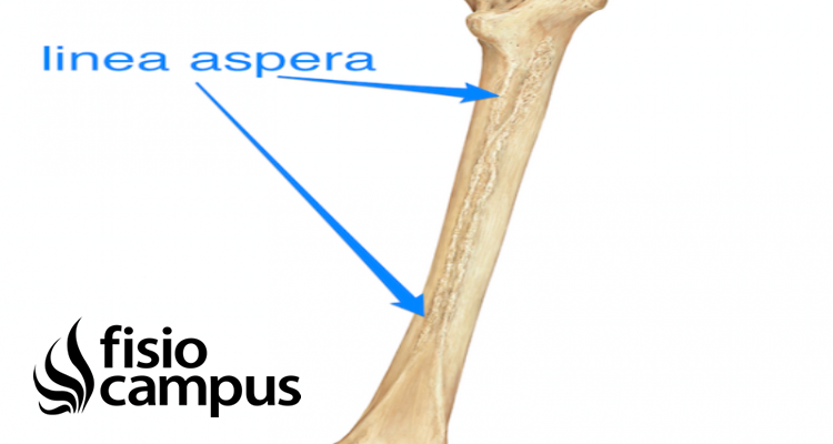 Línea áspera | Qué es, qué musculos se insertan, ubicación y fractura