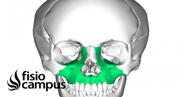 Maxilar superior | Qué es, cómo está formado, significado, ubicación ...