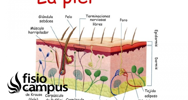 Meissner (corpúsculo) | Qué es, dónde se encuentra, cuál es su función ...