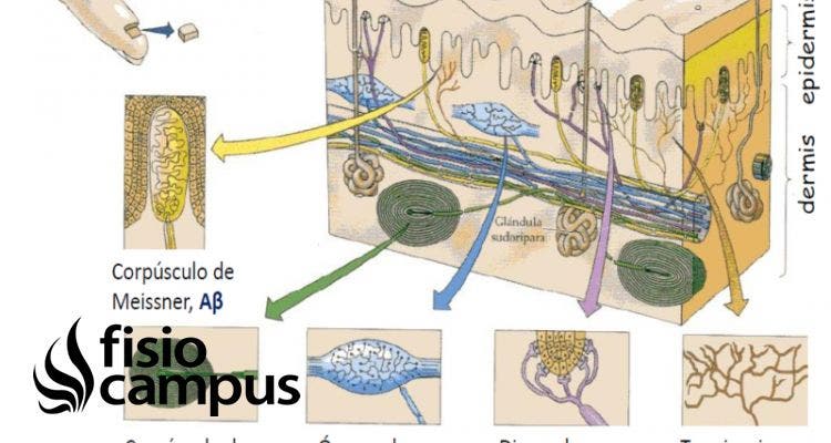 Merkel (corpúsculo) | Qué es, dónde se encuentra, cuál es su función y ...
