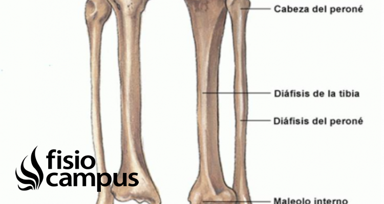 Meseta tibial | Qué es, significado, ubicación, función y fractura